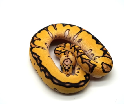 Super Orange Dream Enchi Pied Het Hypo 66% Het Ultramel Ball Python by ...