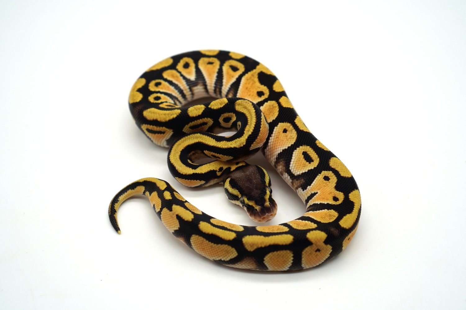 Pastel Het Clown 66% Het Desert Ghost Ball Python by Ozzy Boids LLC ...