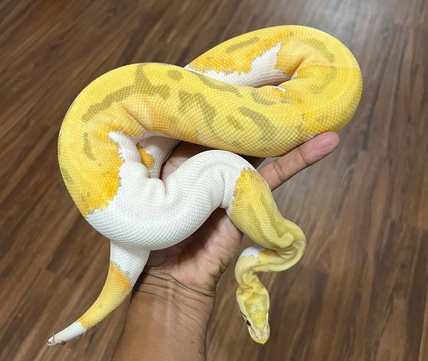Orange Dream Fire Blaze Hurricane Het Clown Ball Python by Ozzy Boids ...