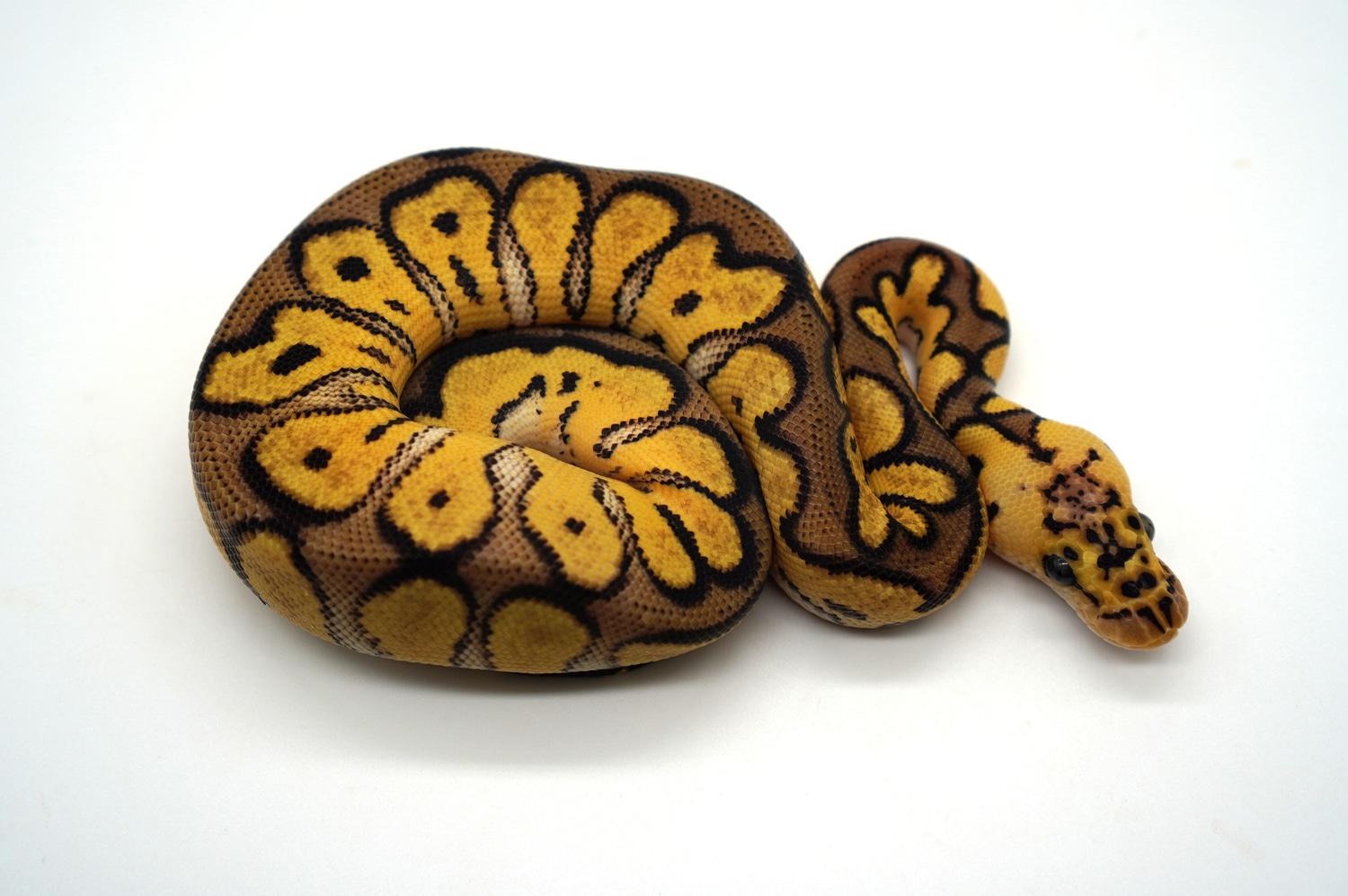 Pastel Lace Clown Ball Python by Ozzy Boids LLC - MorphMarket