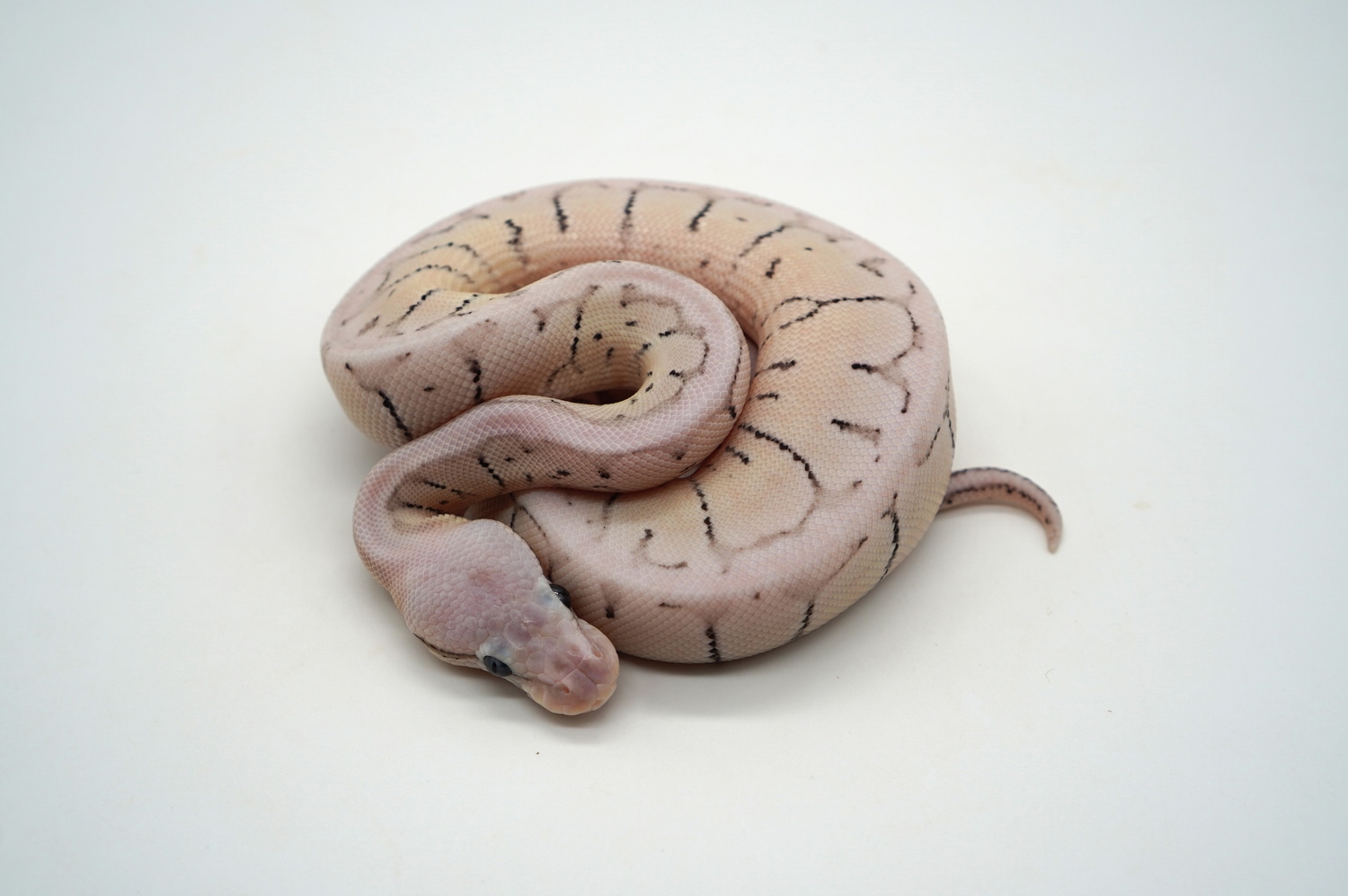 VPI Axanthic Desert Ghost Lemon Blast Ball Python by Ozzy Boids LLC ...