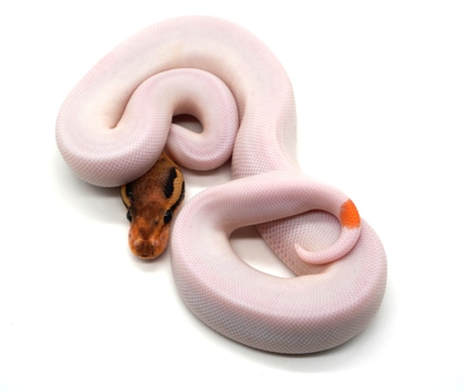 Super Orange Dream YB Enchi Pied Het Hypo 50% Het Ultramel Ball Python ...
