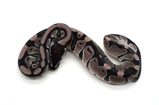 VPI Axanthic DH Desert Ghost Pied Ball Python by Ozzy Boids LLC