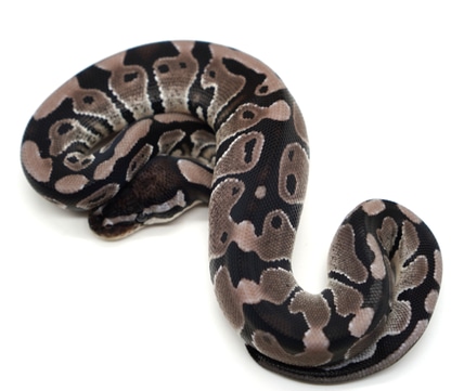 VPI Axanthic Lemon Blast Het Desert Ghost Ball Python by Ozzy Boids LLC ...