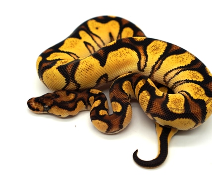 Super Orange Dream Enchi Pied Het Hypo 66% Het Ultramel Ball Python by ...