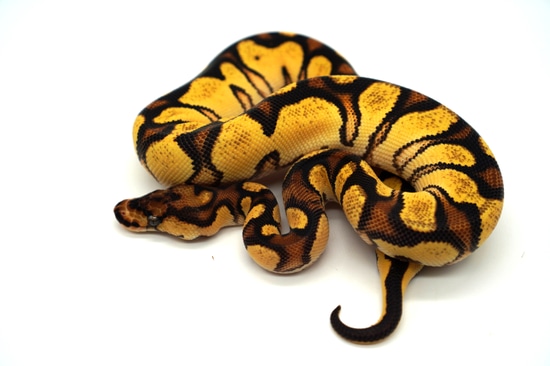 Super Orange Dream YB Clown 66% Het Desert Ghost Ball Python by Ozzy ...