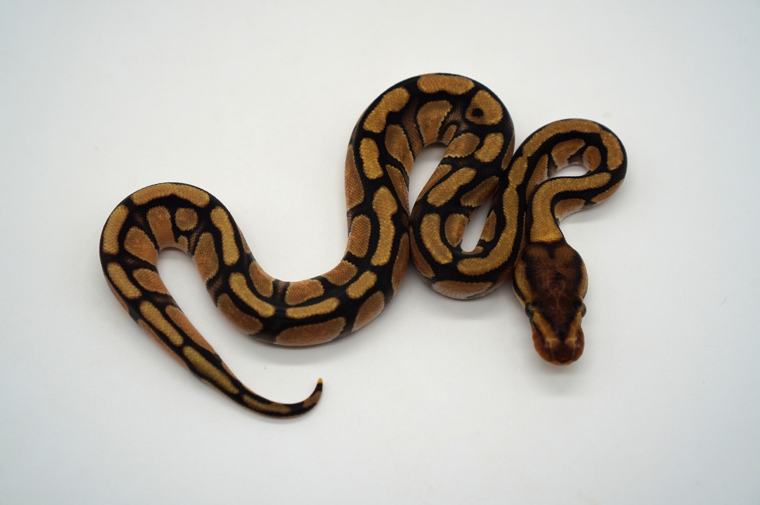 Red Stripe DH Desert Ghost Clown 66% Het Genetic Stripe Ball Python by ...