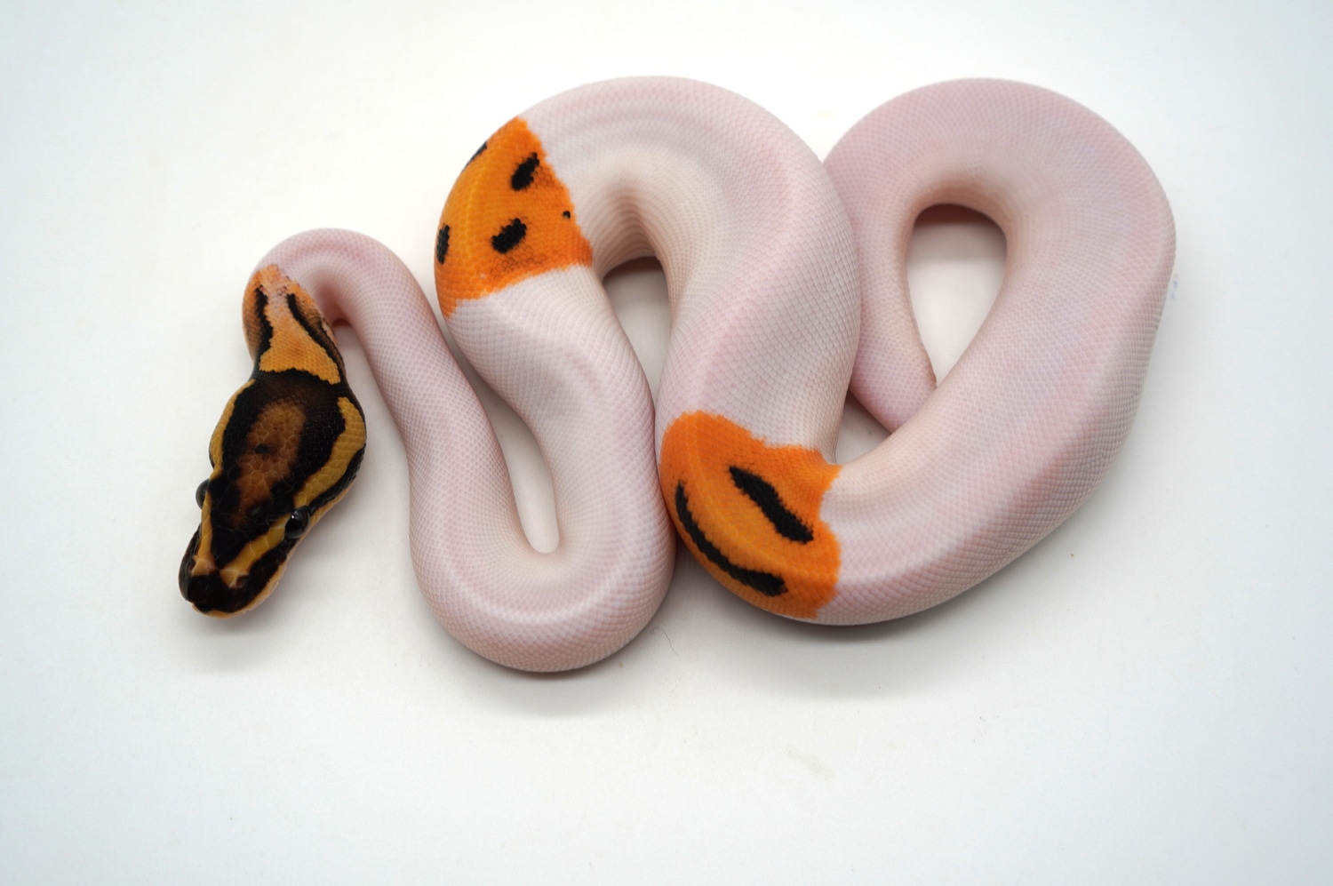 Orange Dream YB Leo Pied Het Candy Ball Python by Ozzy Boids LLC ...