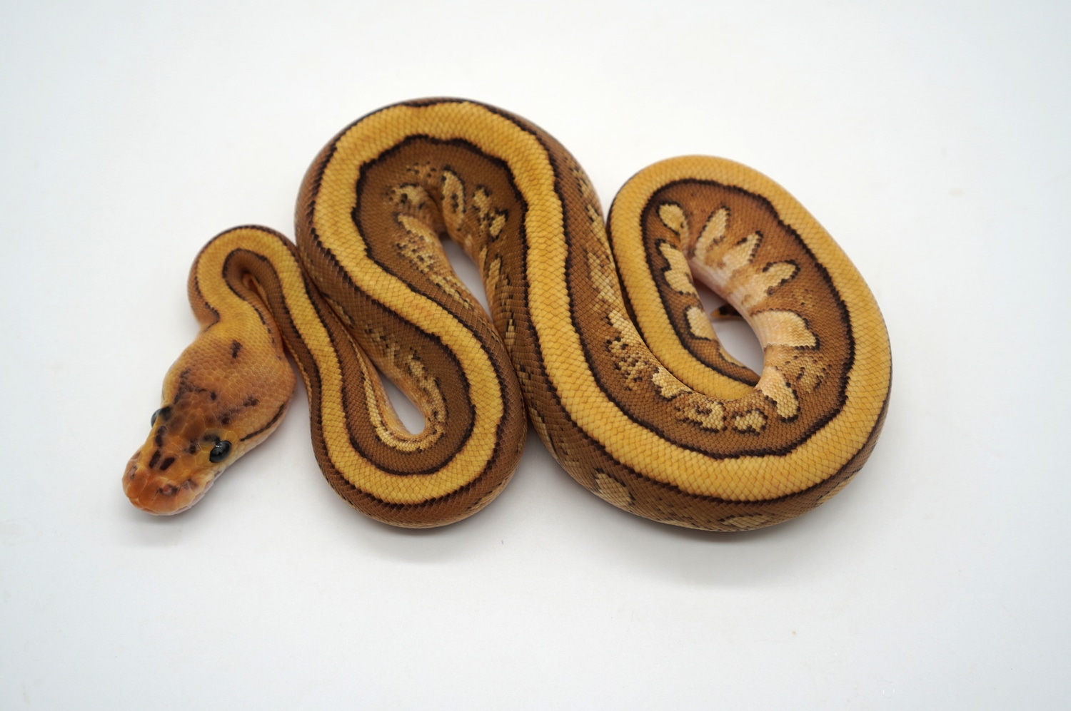 Fire Cypress Red Stripe DH Genetic Stripe Clown Ball Python by Ozzy ...