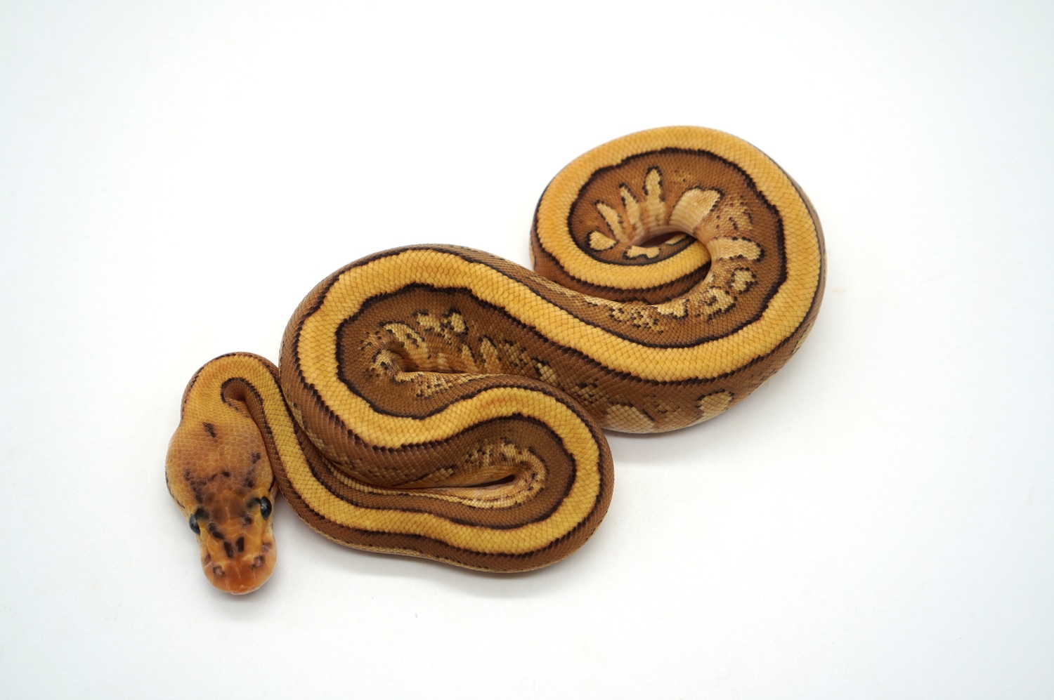 Fire Cypress Red Stripe DH Genetic Stripe Clown Ball Python by Ozzy ...