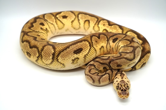 Cinder Pastel Clown Ball Python by Ozzy Boids LLC