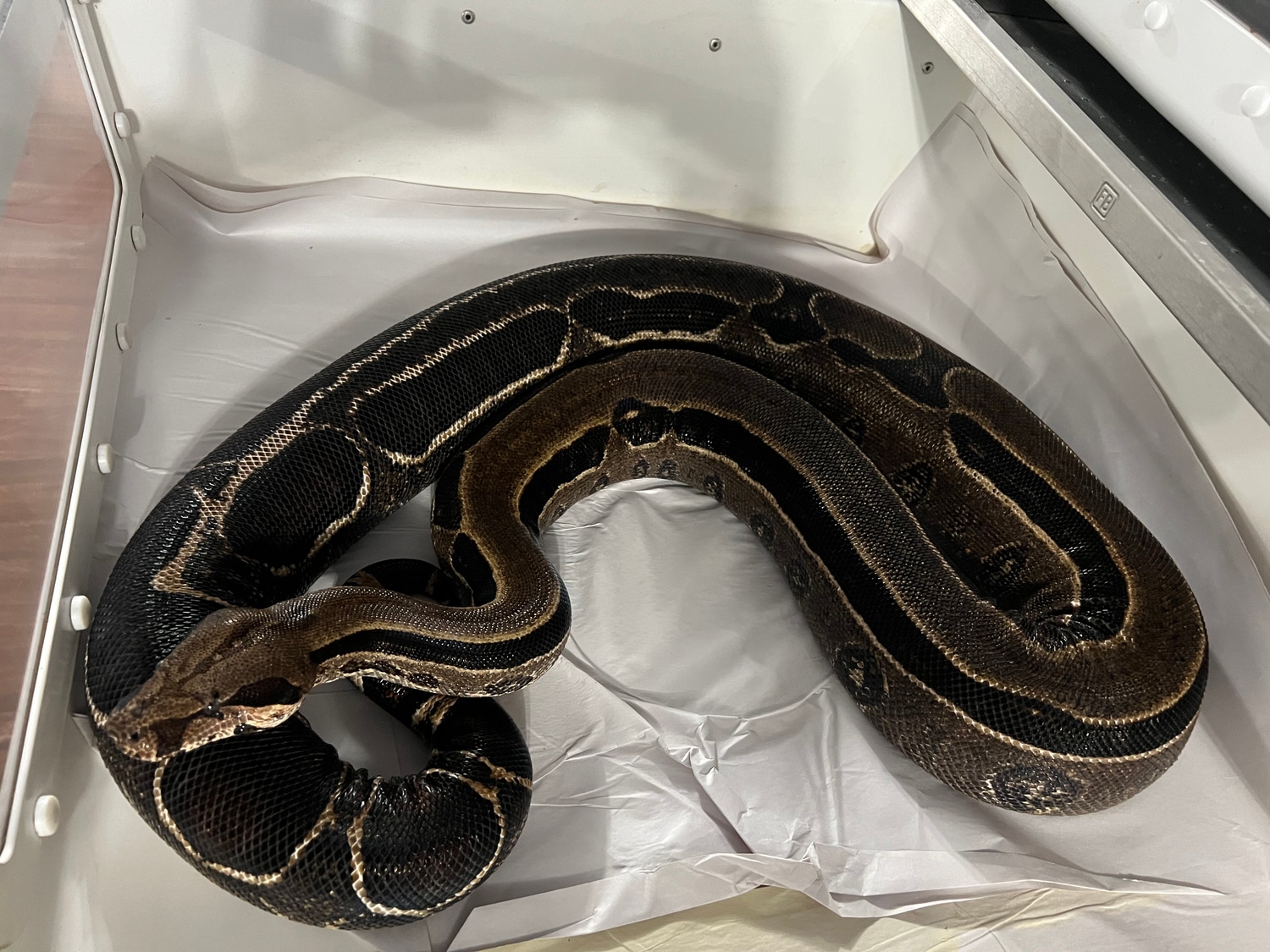 Reverse Striped DH Leopard Sharp Albino 16BCI Boa Constrictor by Ozzy ...