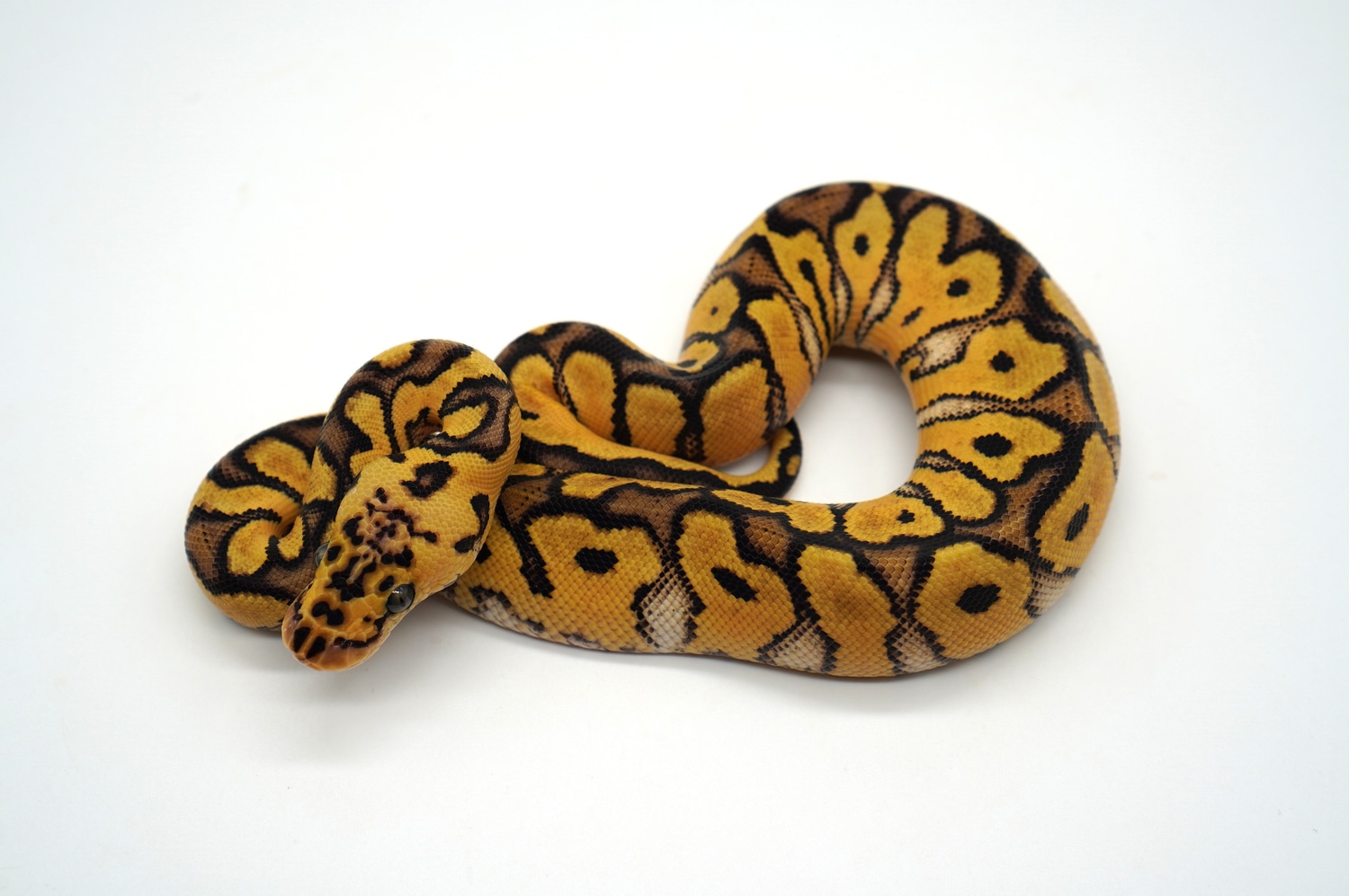 Pastel YB Lace Clown Ball Python by Ozzy Boids LLC - MorphMarket