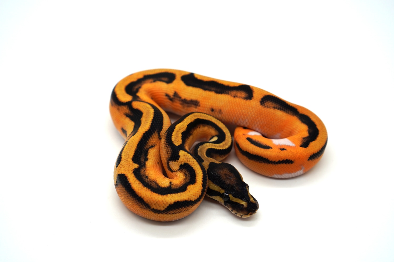 Super Orange Dream Pied Het Hypo Ball Python by Ozzy Boids LLC ...