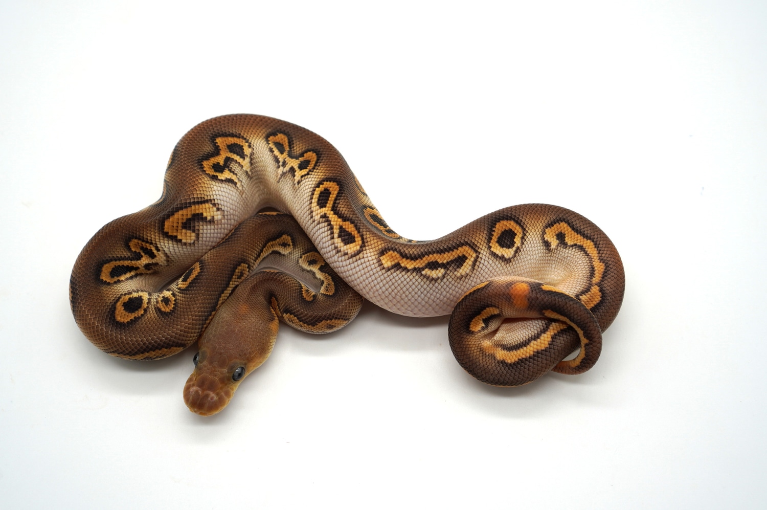 Orange Dream Mojave Black Pastel Clown Ball Python by Ozzy Boids LLC ...