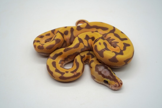 Super Orange Dream Pastel Banana Puzzle Ball Python by Ozzy Boids LLC