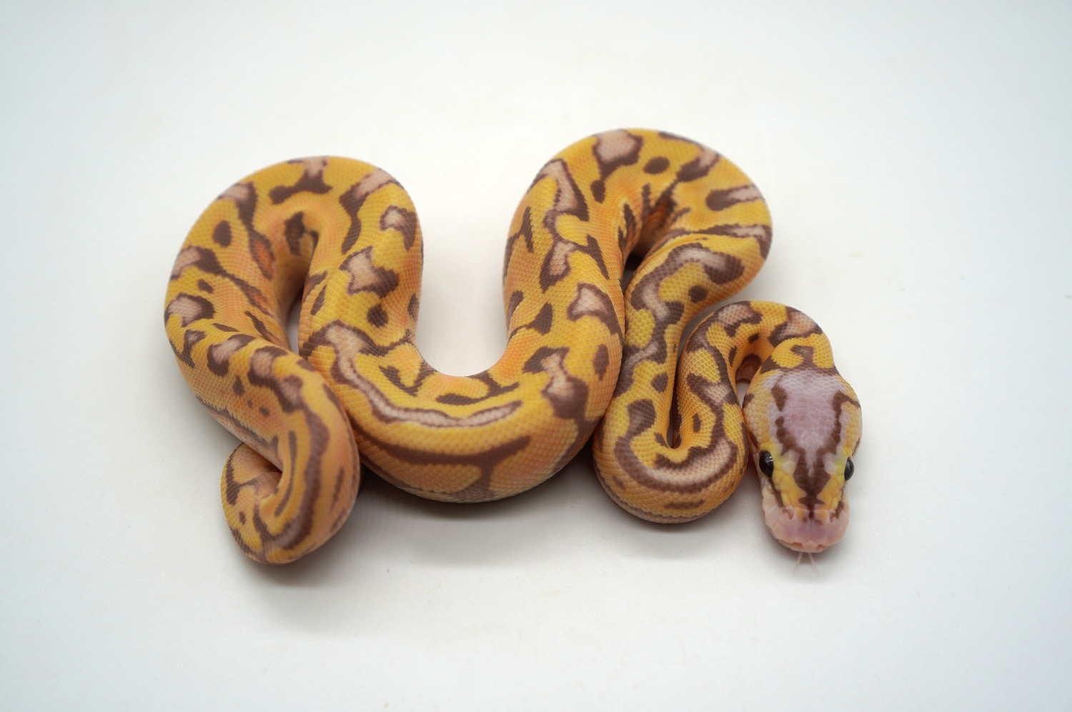 Orange Dream Super Pastel Weirdo Banana Puzzle Ball Python by Ozzy ...