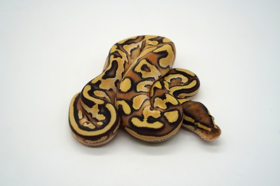 Orange Dream YB Lesser DH Ultramel Puzzle Ball Python by Ozzy Boids LLC