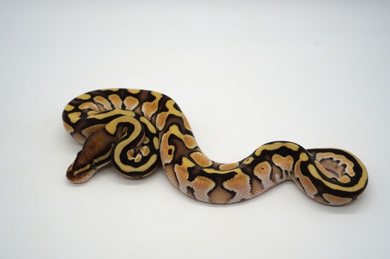 Orange Dream Lesser DH Ultramel Puzzle Ball Python by Ozzy Boids LLC
