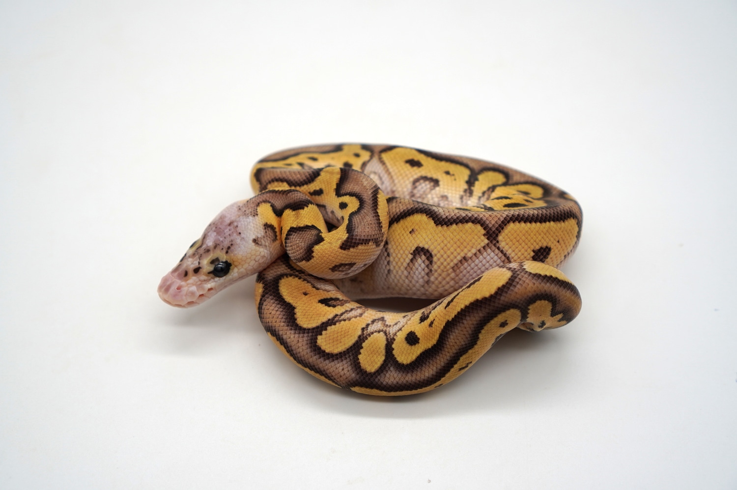 Pastel Mojave Clown Het Ultramel Ball Python by Ozzy Boids LLC ...
