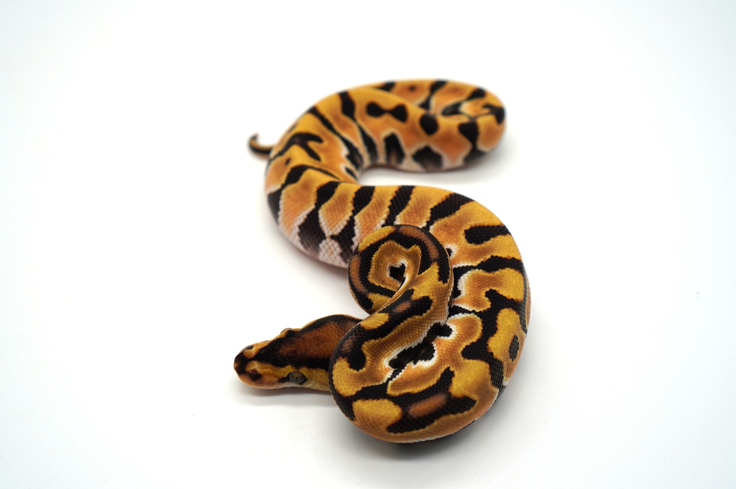 Orange Dream Vanilla Puzzle Ball Python by Ozzy Boids LLC - MorphMarket