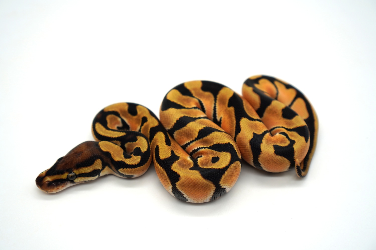 Super Orange Dream Het Puzzle Ball Python by Ozzy Boids LLC - MorphMarket