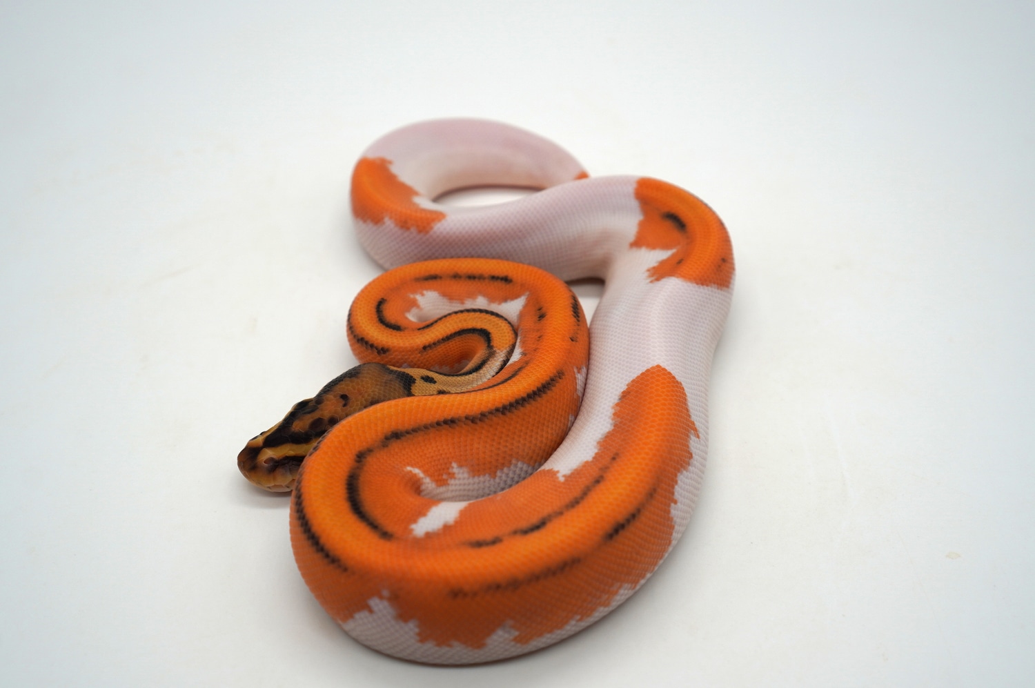 Super Orange Dream Hypo Pied 50% Het Ultramel Ball Python by Ozzy Boids ...