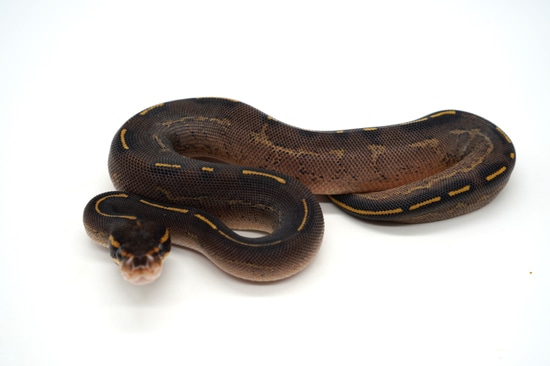 Black Head Mojave Freeway (Pos Orange Dream) Ball Python by Ozzy Boids LLC