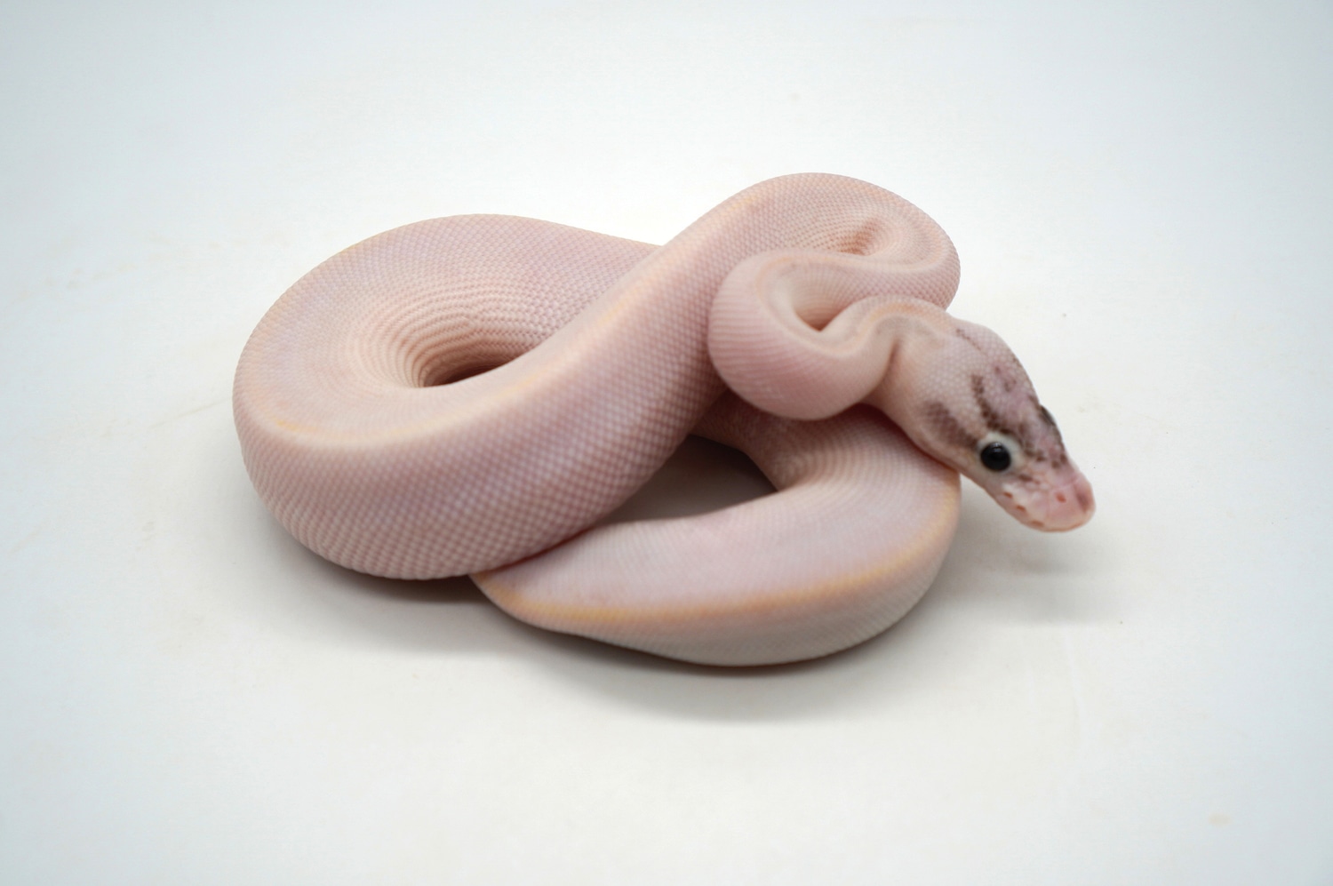 Black Head Mojave Ivory Ball Python by Ozzy Boids LLC - MorphMarket