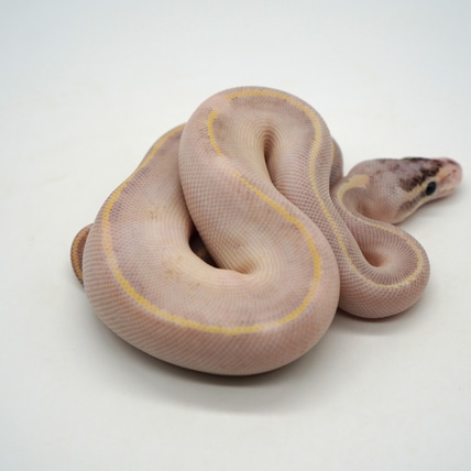 Super Orange Dream YB Black Pastel Enchi Clown Ball Python by Ozzy ...