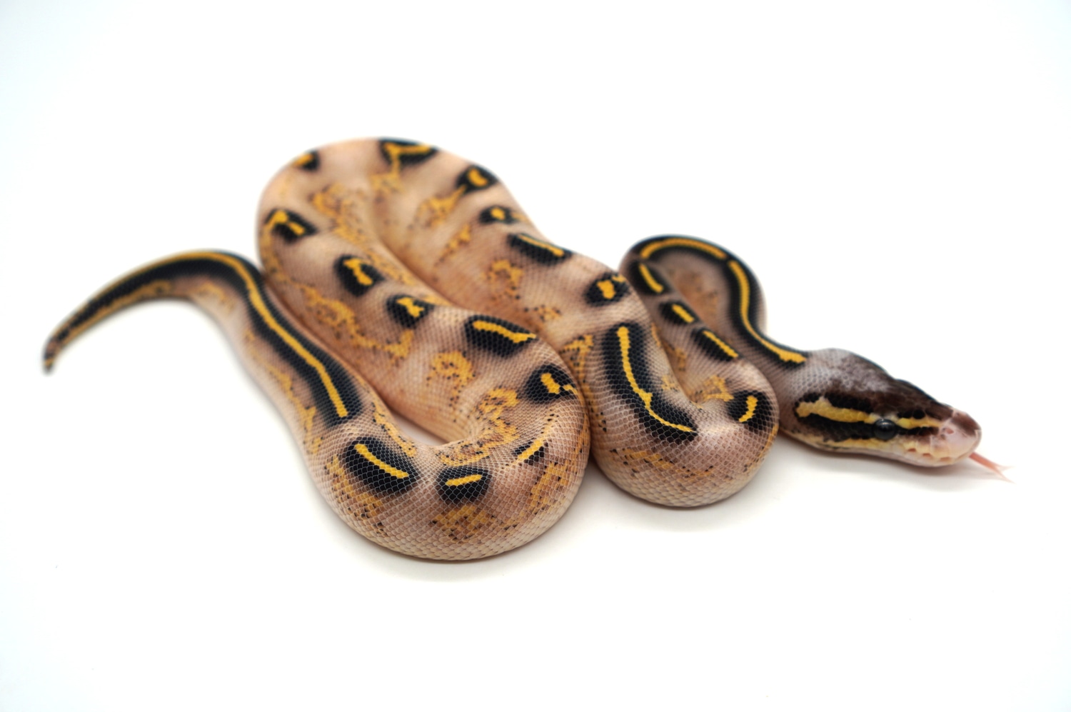 Black Head Pastel Freeway (Pos OD) Ball Python by Ozzy Boids LLC ...