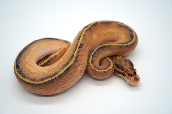 Orange Dream Highway DH Ultramel Clown Ball Python by Ozzy Boids LLC
