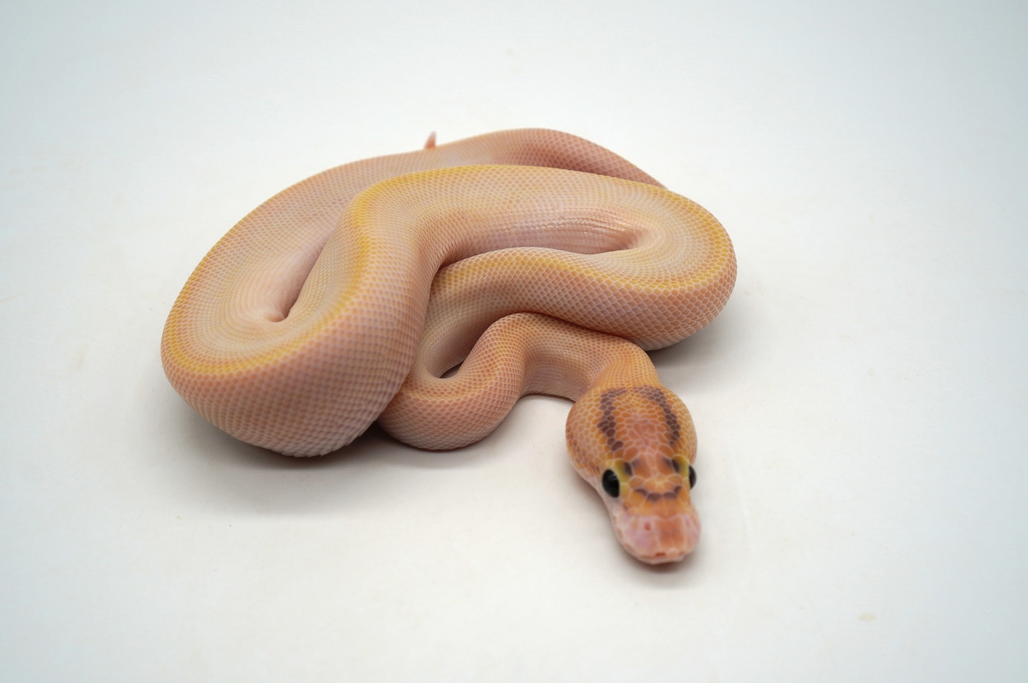 Orange Dream Ivory DH Ultramel Clown Ball Python by Ozzy Boids LLC ...