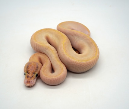 Fire Cypress Red Stripe DH Genetic Stripe Clown Ball Python by Ozzy Boids LLC - MorphMarket