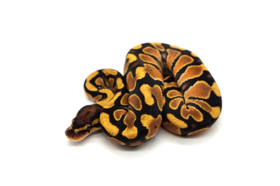 Orange Dream YB/Gravel DH Ultramel Clown Ball Python by Ozzy Boids LLC