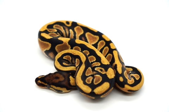 Orange Dream YB/Gravel DH Ultramel Clown Ball Python by Ozzy Boids LLC