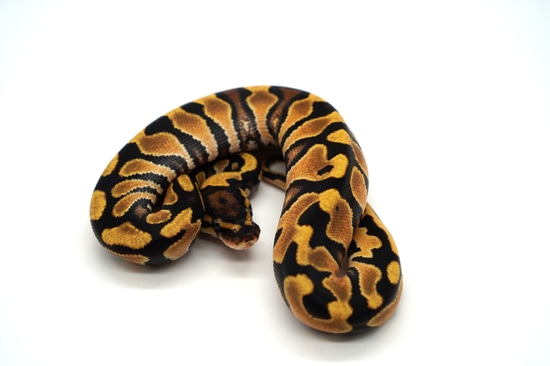 Orange Dream YB/Gravel DH Ultramel Clown Ball Python by Ozzy Boids LLC