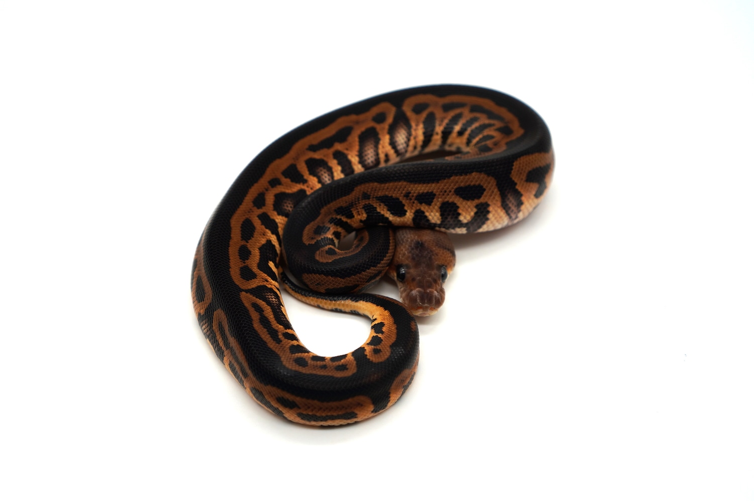 Black Pastel Leopard Clown 50% Het Genetic Stripe Ball Python by Ozzy ...