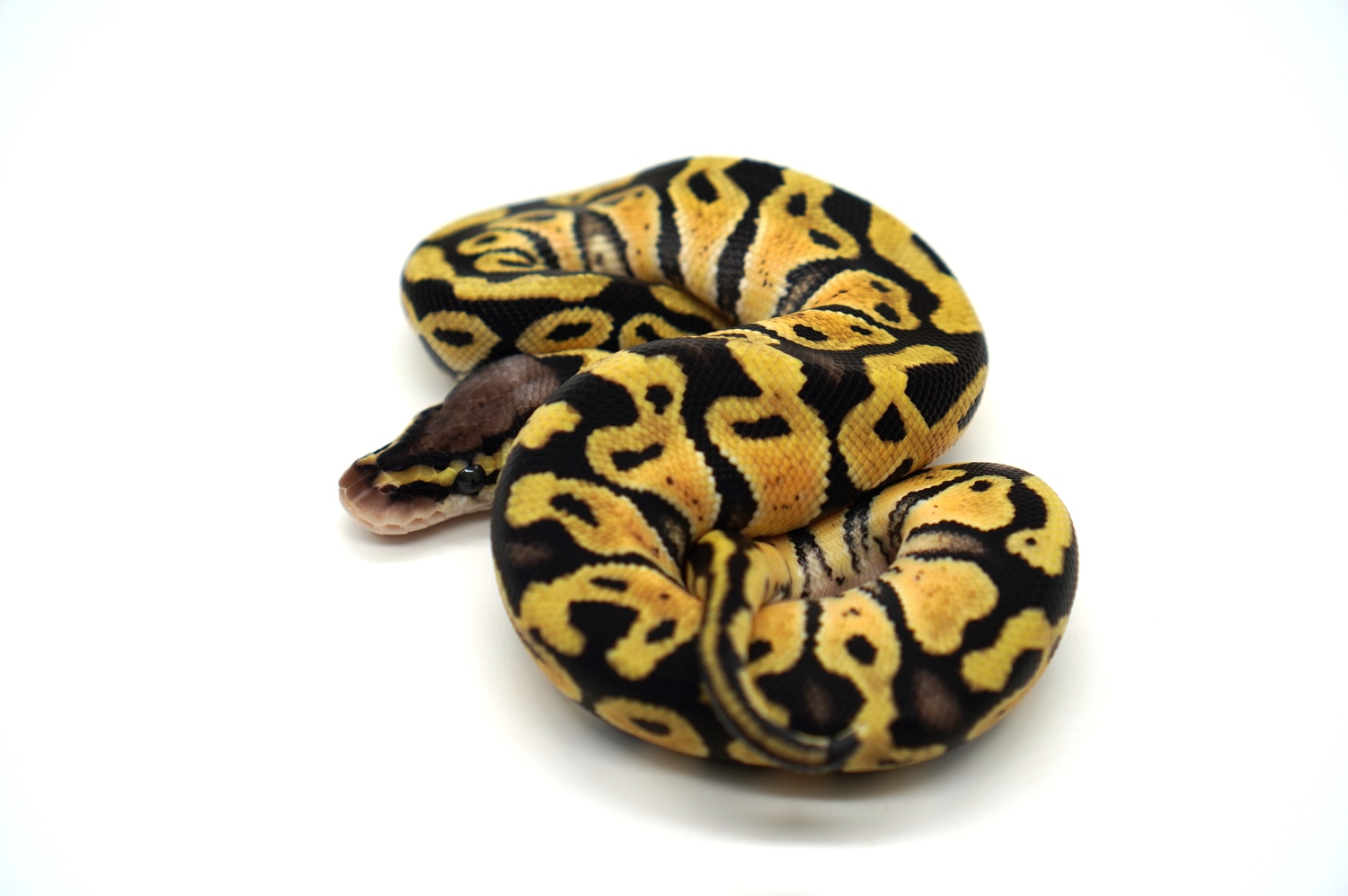 Pastel TH VPI Axanthic Desert Ghost Clown Ball Python by Ozzy Boids LLC ...