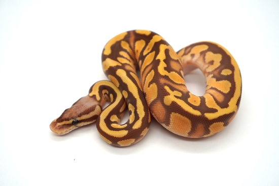 Super Orange Dream Pastel Ultramel DH Hypo Pied Ball Python by Ozzy ...