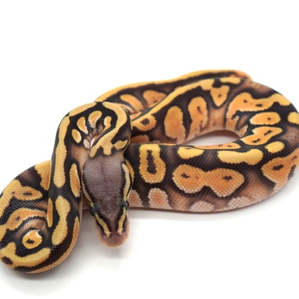 Super Orange Dream YB Black Pastel Enchi Clown Ball Python by Ozzy ...