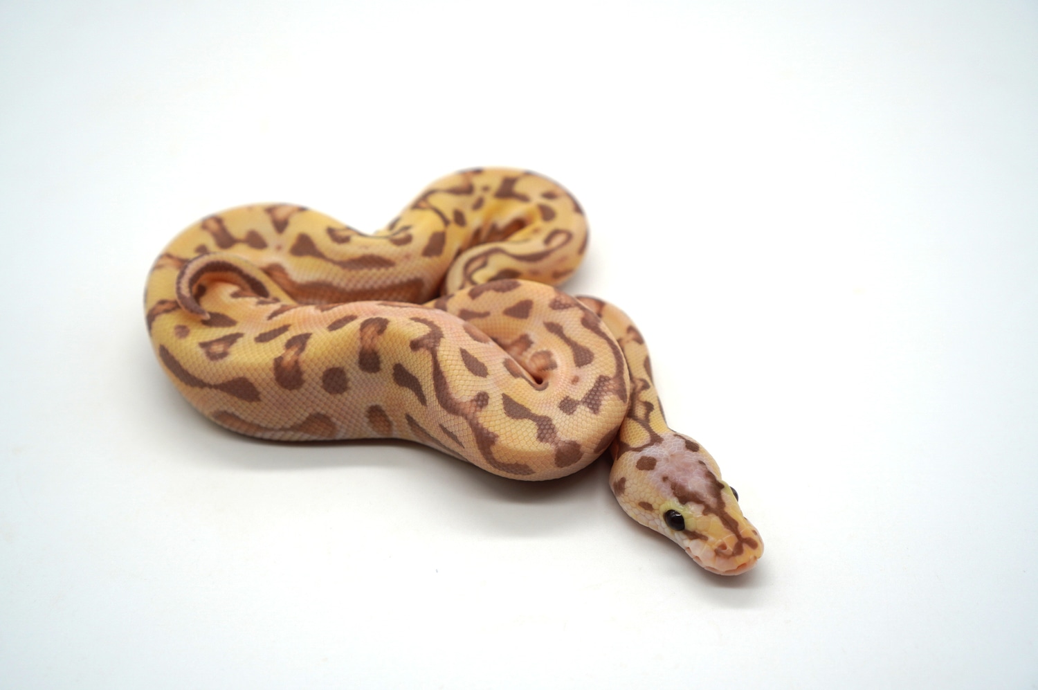 Super Pastel Banana Weirdo Puzzle Ball Python by Ozzy Boids LLC ...