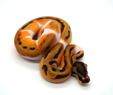 Orange Dream Leopard Desert Ghost Pied Ball Python by Ozzy Boids LLC ...