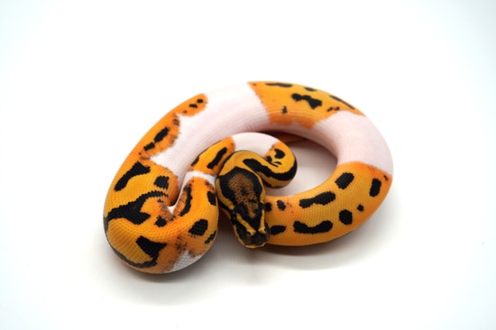 Orange Dream Leopard Desert Ghost Pied Ball Python by Ozzy Boids LLC