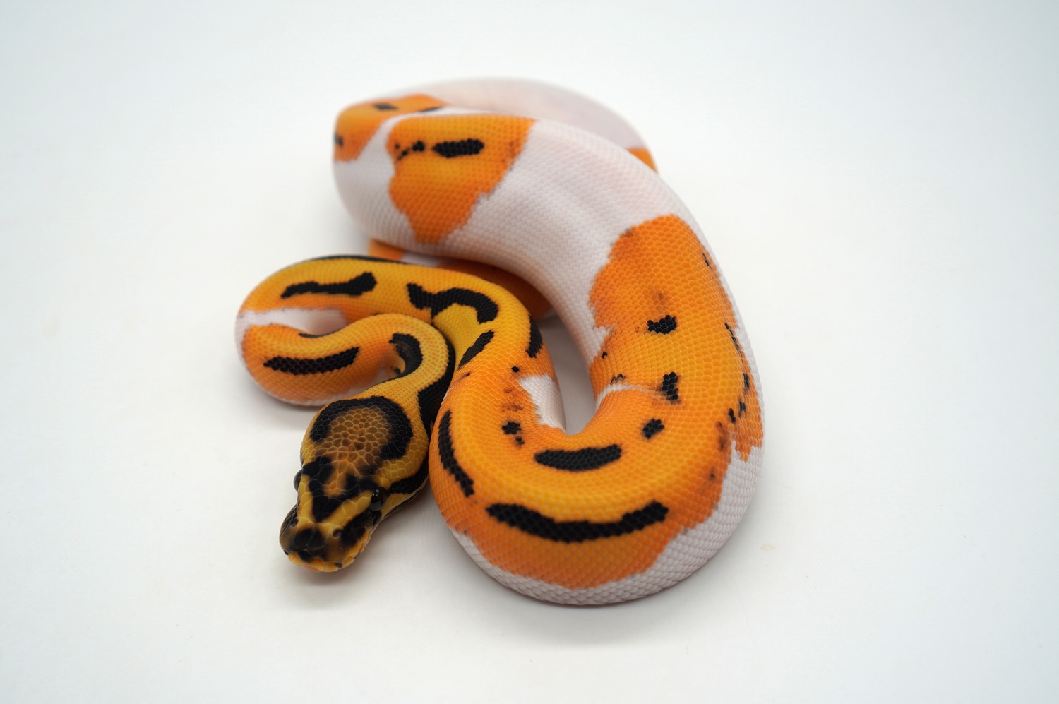 Super Orange Dream Leopard Desert Ghost Pied Ball Python by Ozzy Boids ...