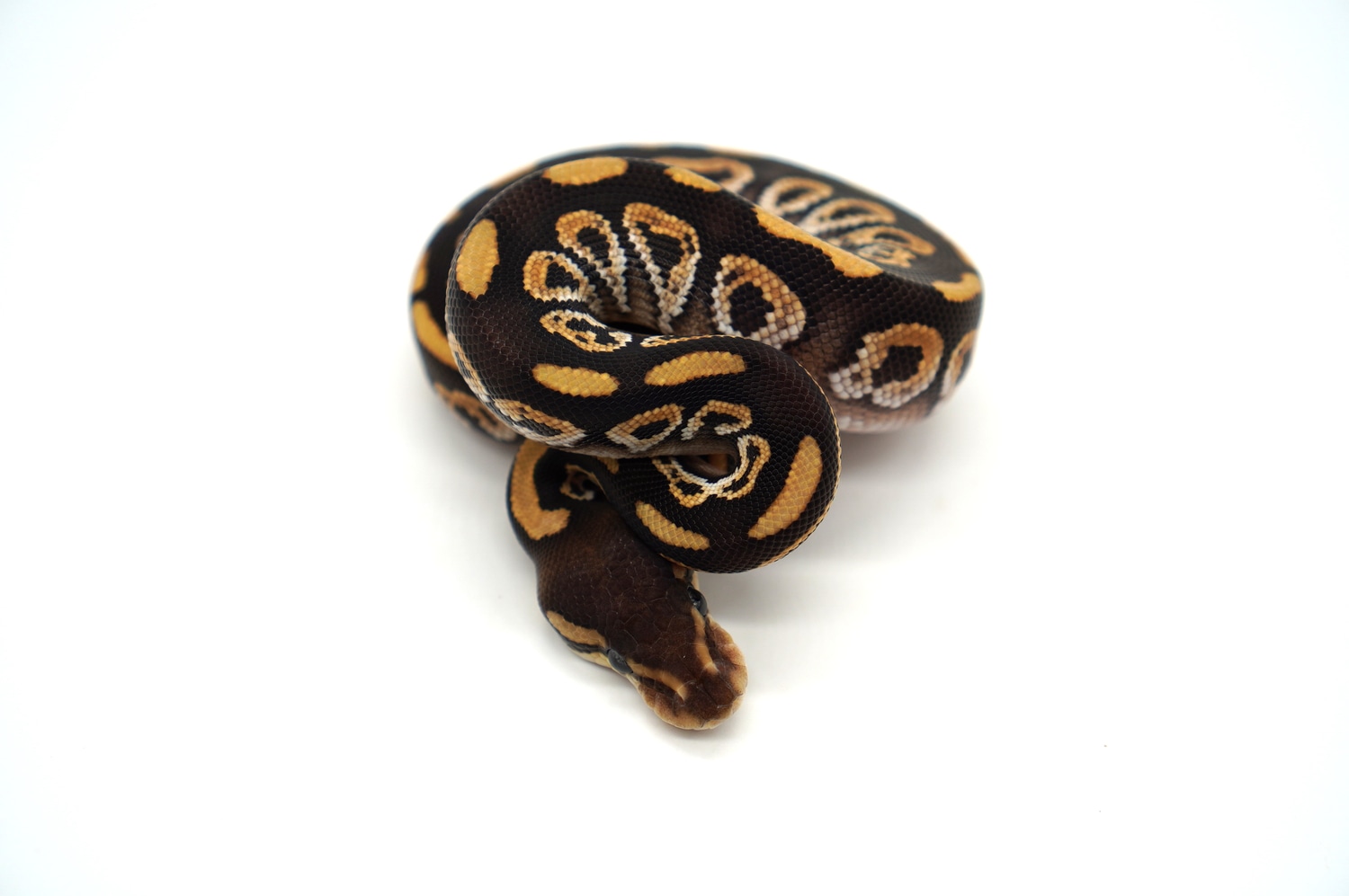 Cinny Mojave DH Ultramel Clown Ball Python by Ozzy Boids LLC - MorphMarket