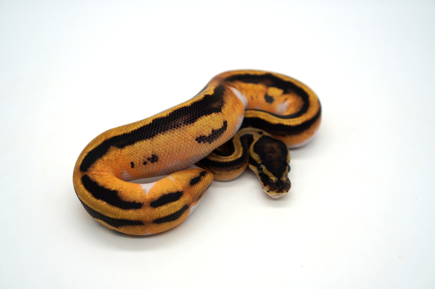 Orange Dream Leopard Pied 66% DH VPI Axanthic Desert Ghost Ball Python ...