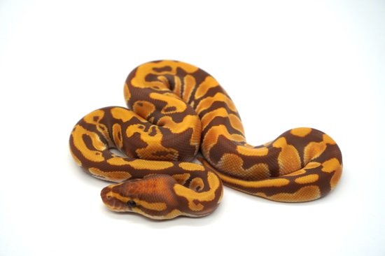 Orange Dream Ultramel DH Clown Pied Ball Python by Ozzy Boids LLC