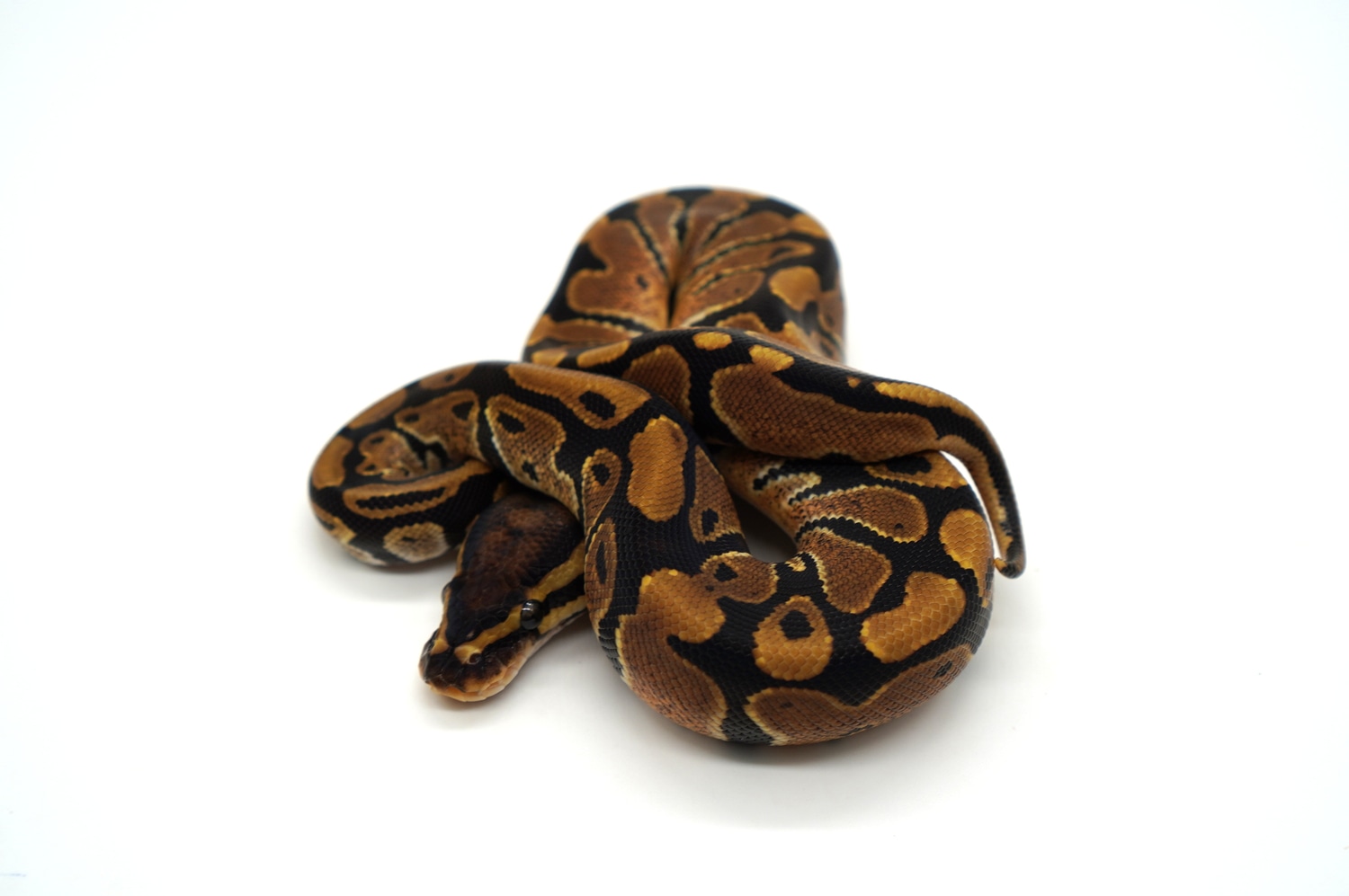 TH Ultramel Clown Pied Ball Python by Ozzy Boids LLC - MorphMarket