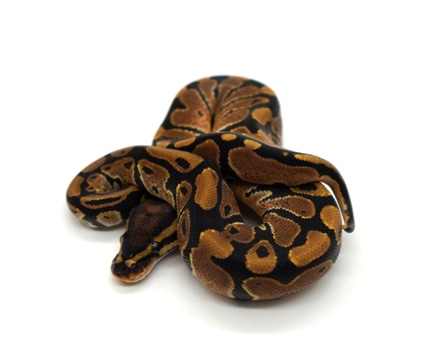 High Intensity Orange Dream YB Enchi Leopard Clown Ball Python by Ozzy Boids LLC - MorphMarket